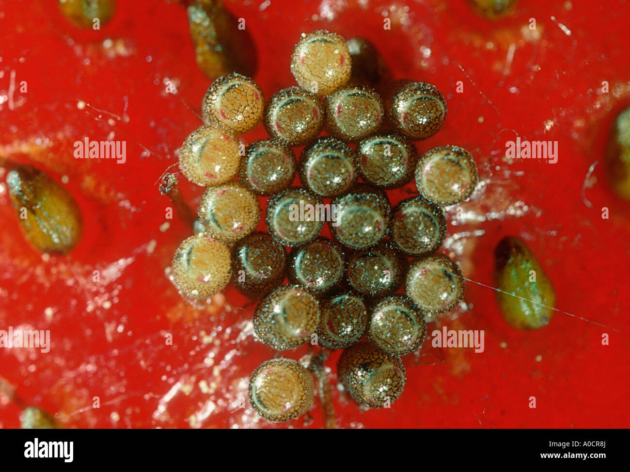 Heteropteran Bugs, Family Pentatomidae. Eggs on strawberry. Series 1 of 4 Stock Photo - Alamy