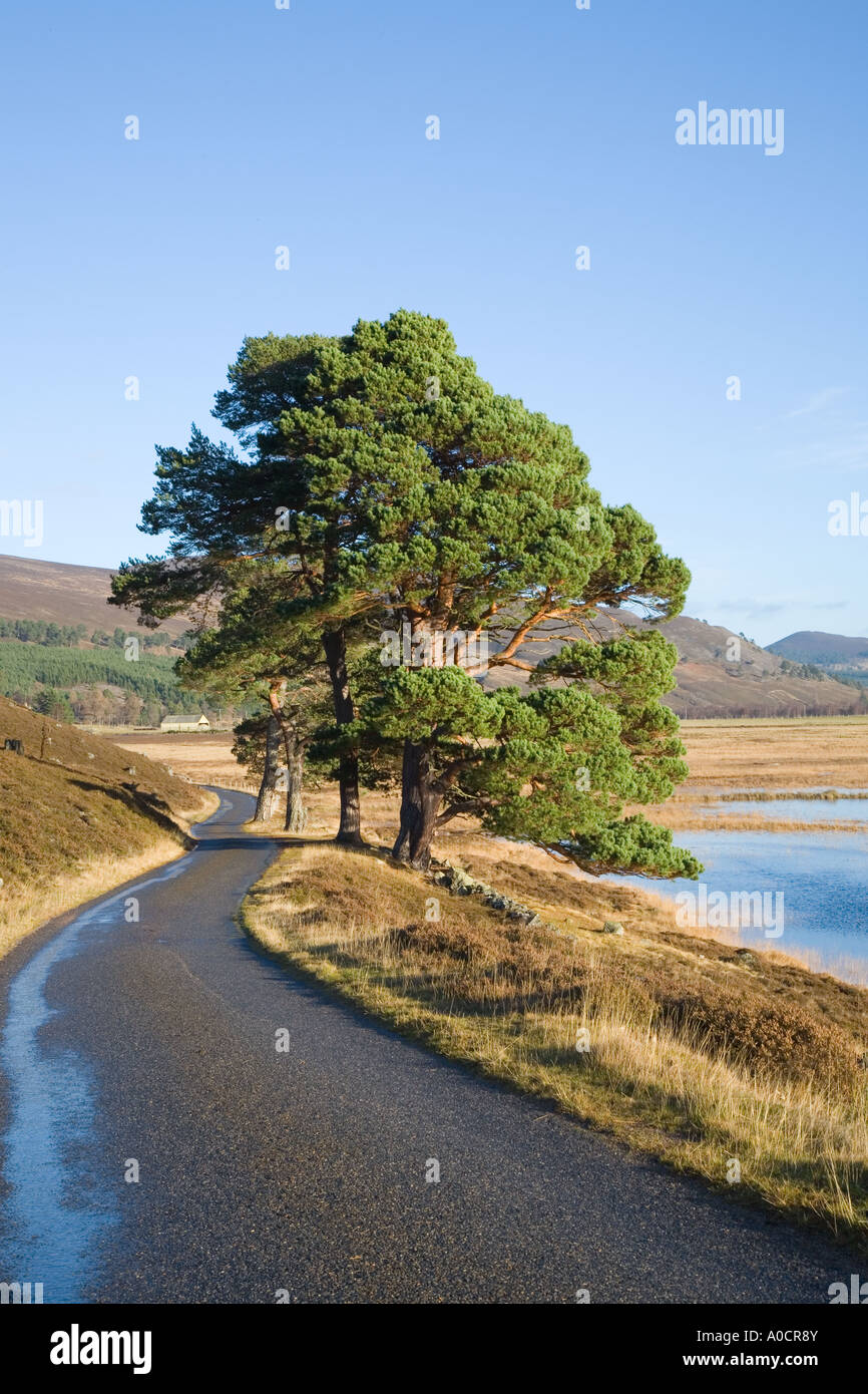 Flooded River Dee valley fields and stranded trees in sunlight after ...