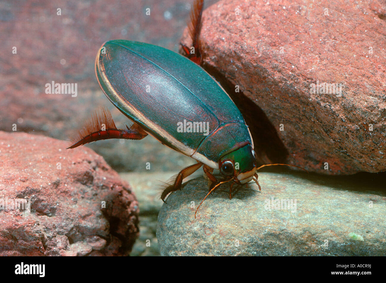 Lateralimarginalis hi-res stock photography and images - Alamy