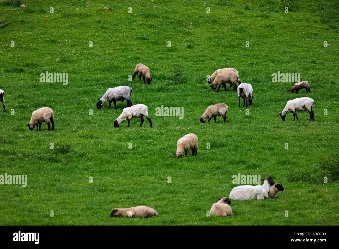 Pasutres hi-res stock photography and images - Alamy