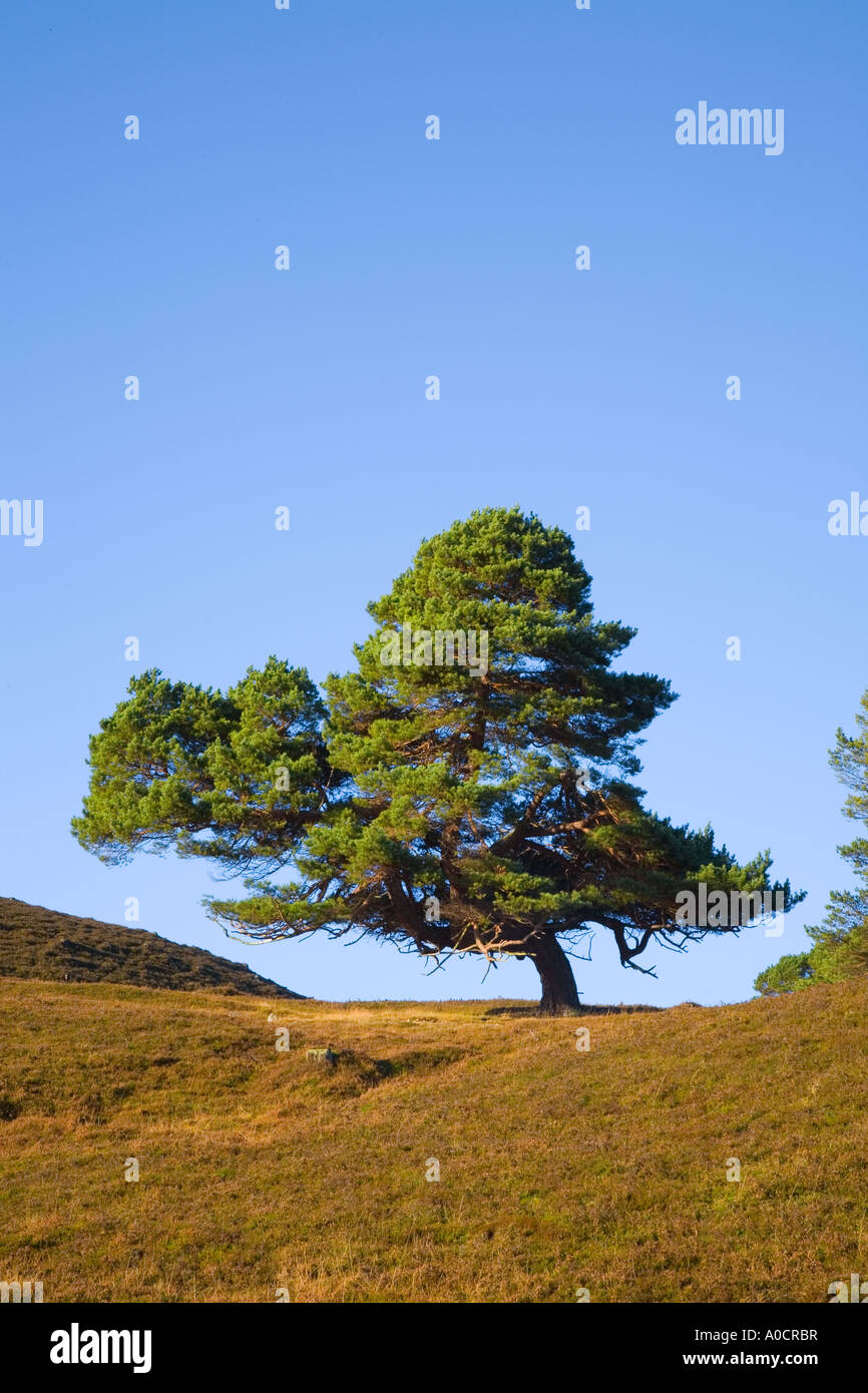 Old scottish pine forests hi-res stock photography and images - Alamy