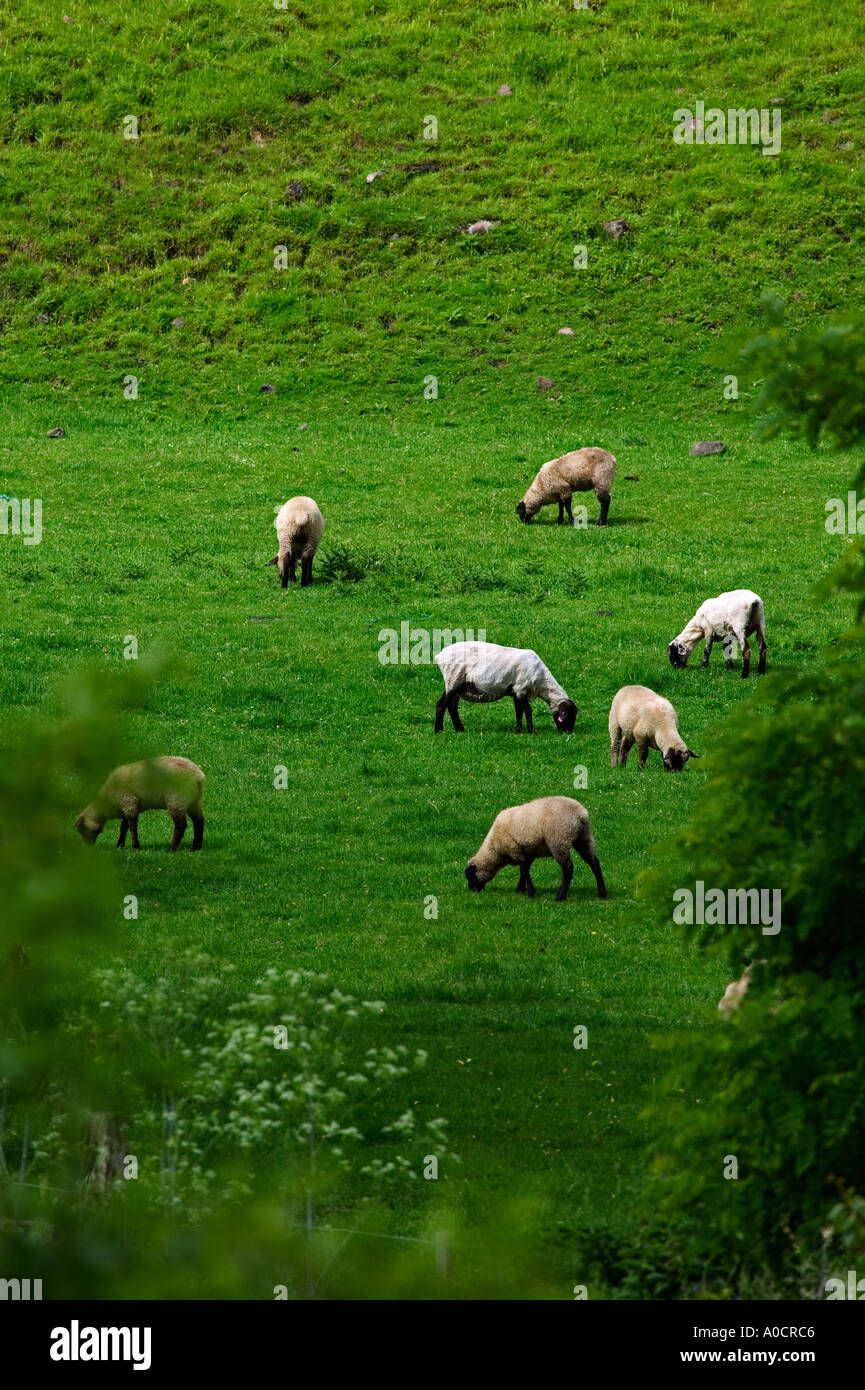 Flock of sheep barn sheared hi-res stock photography and images - Alamy