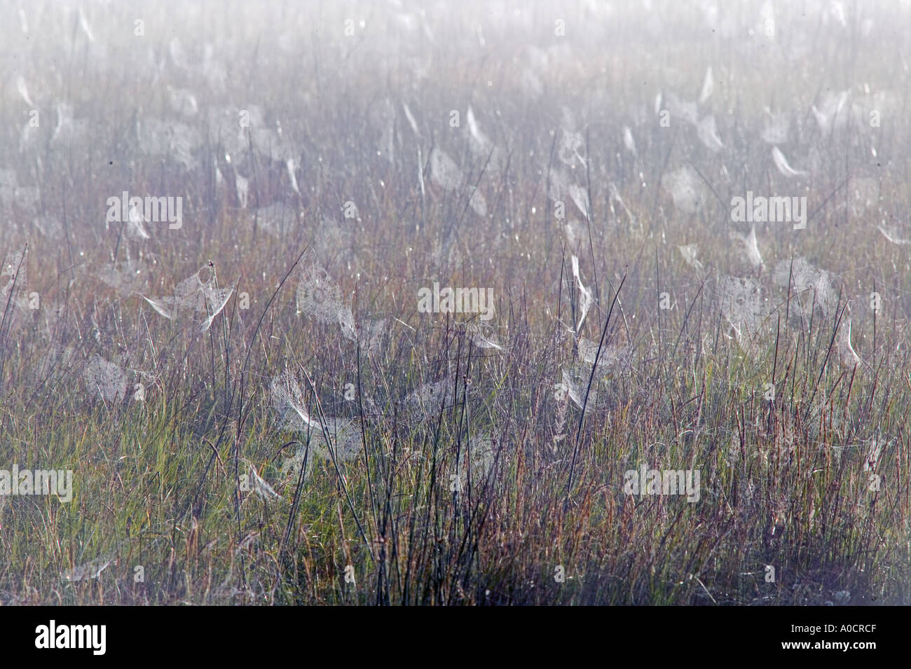 Spider webs at Klamath Marsh National Wildlife Refuge with fog Oregon ...