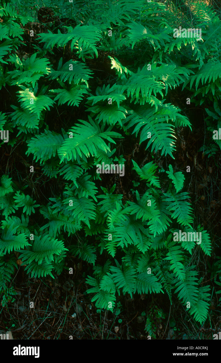 Polypodium vulgare ferns hi-res stock photography and images - Alamy