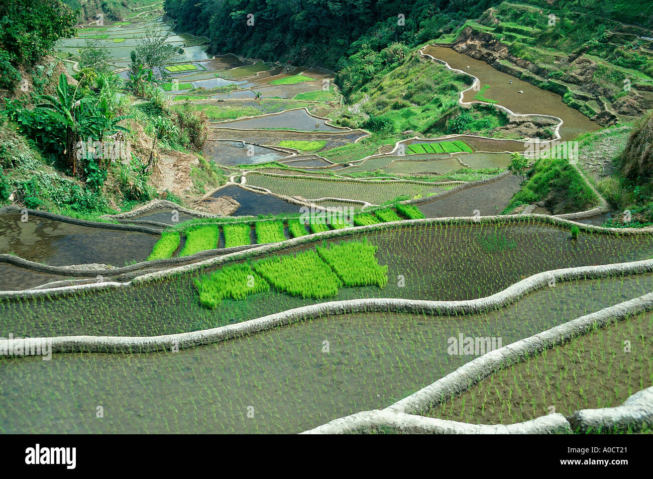 Terraced rice fields Banaue Luzon Philippines Stock Photo - Alamy