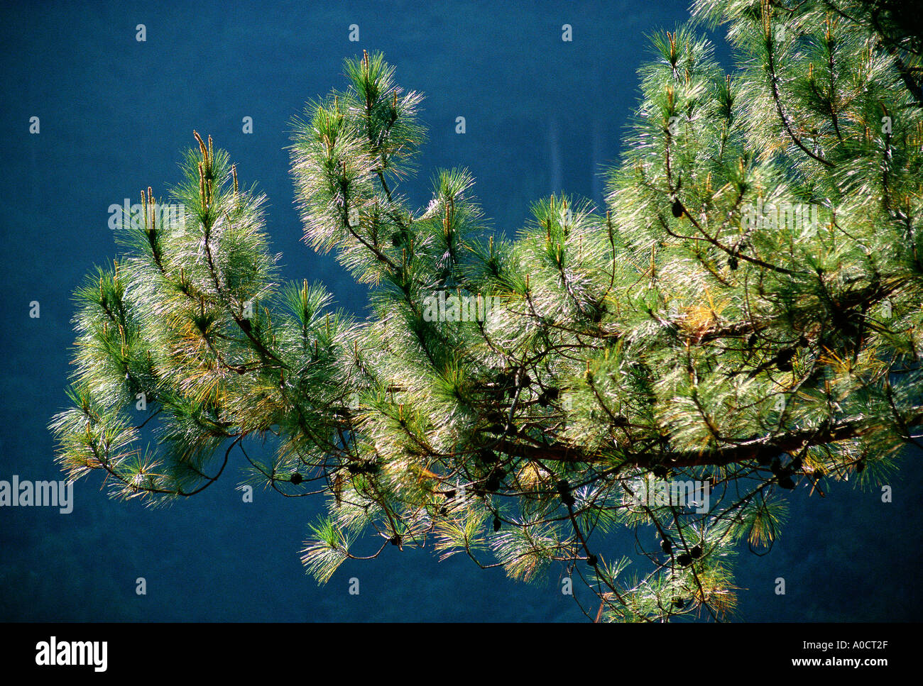 Leaves and branches of a Benguet Pine in the mountains of the ...