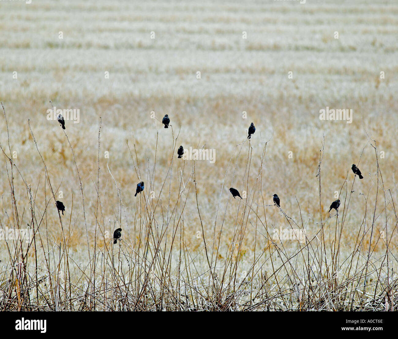 Tule lake wildlife refuge birds hi-res stock photography and images - Alamy