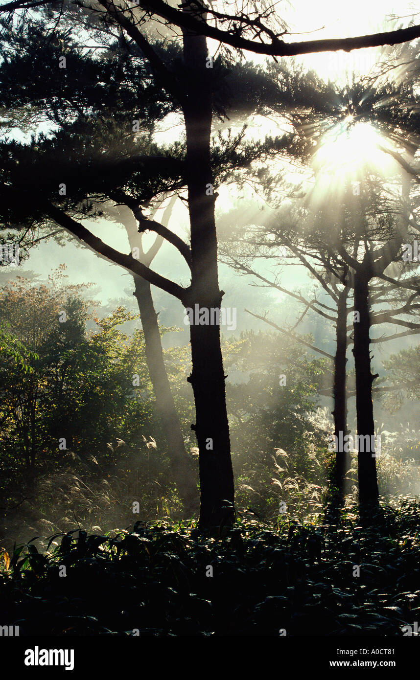 Sunlight shines through early morning mist in forest Ebino Kogen ...
