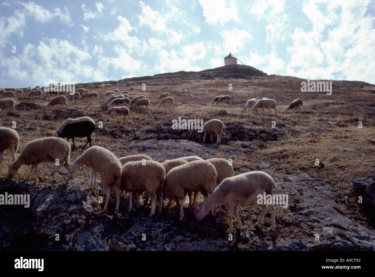 Don quixote sheep hi-res stock photography and images - Alamy