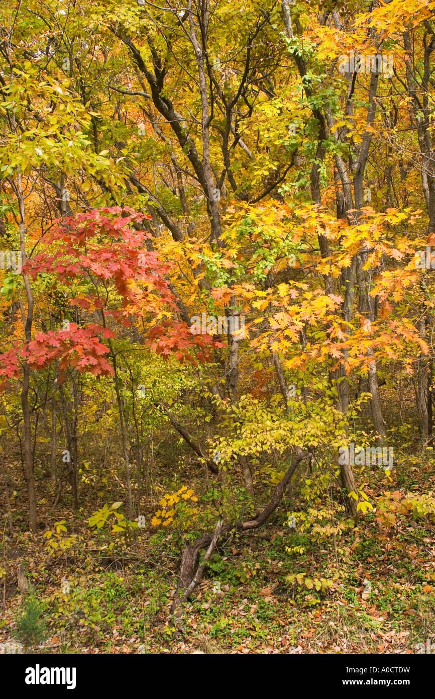 Small Oak trees showing their Fall color on a limestone hill near ...