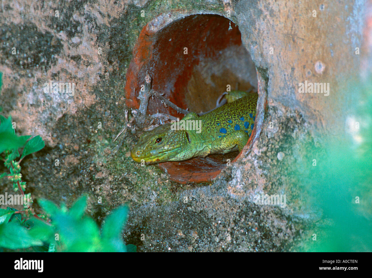 Ocellated Lizard, Timon lepidus Stock Photo - Alamy