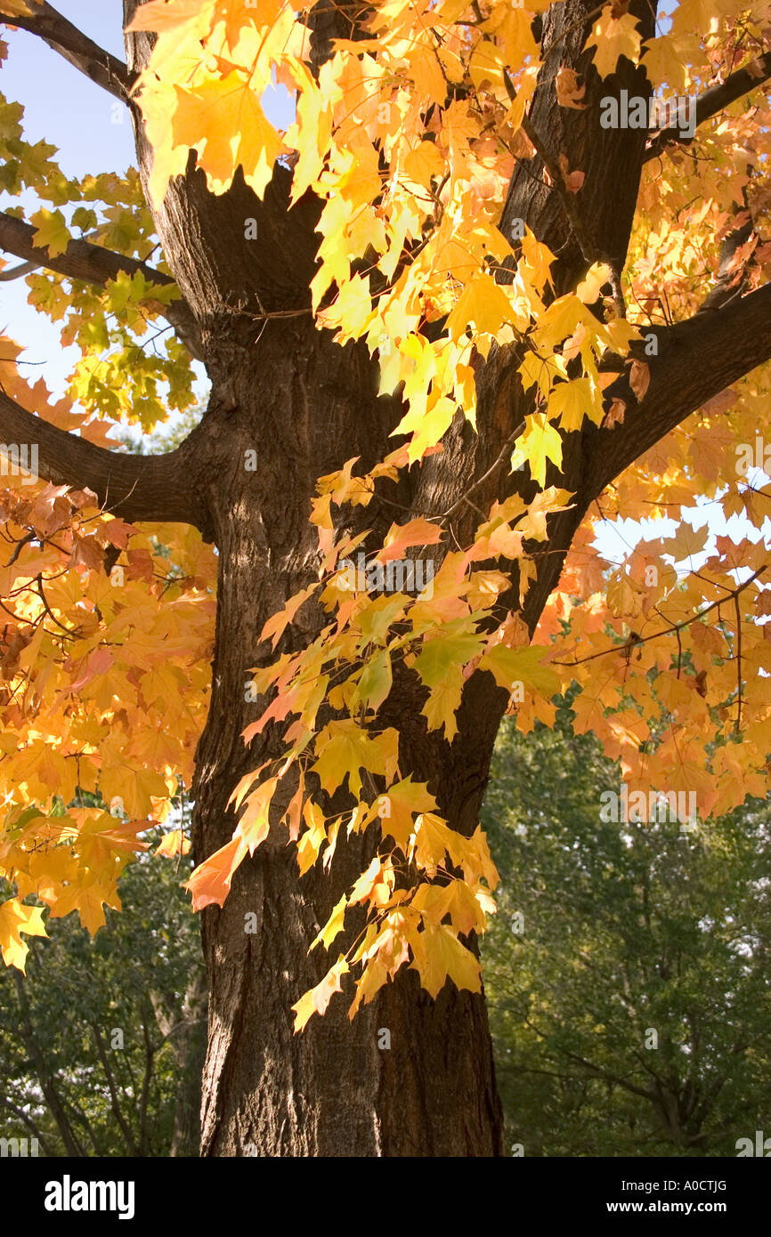 A mature Maple resplendent in Fall foliage Stock Photo - Alamy