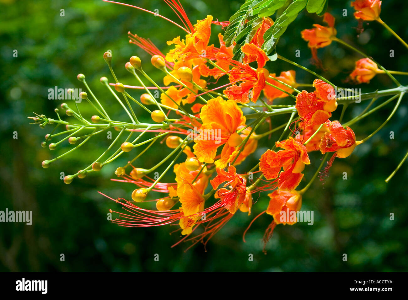 Caesalpinia pulcherrima - Caribbean Stock Photo - Alamy