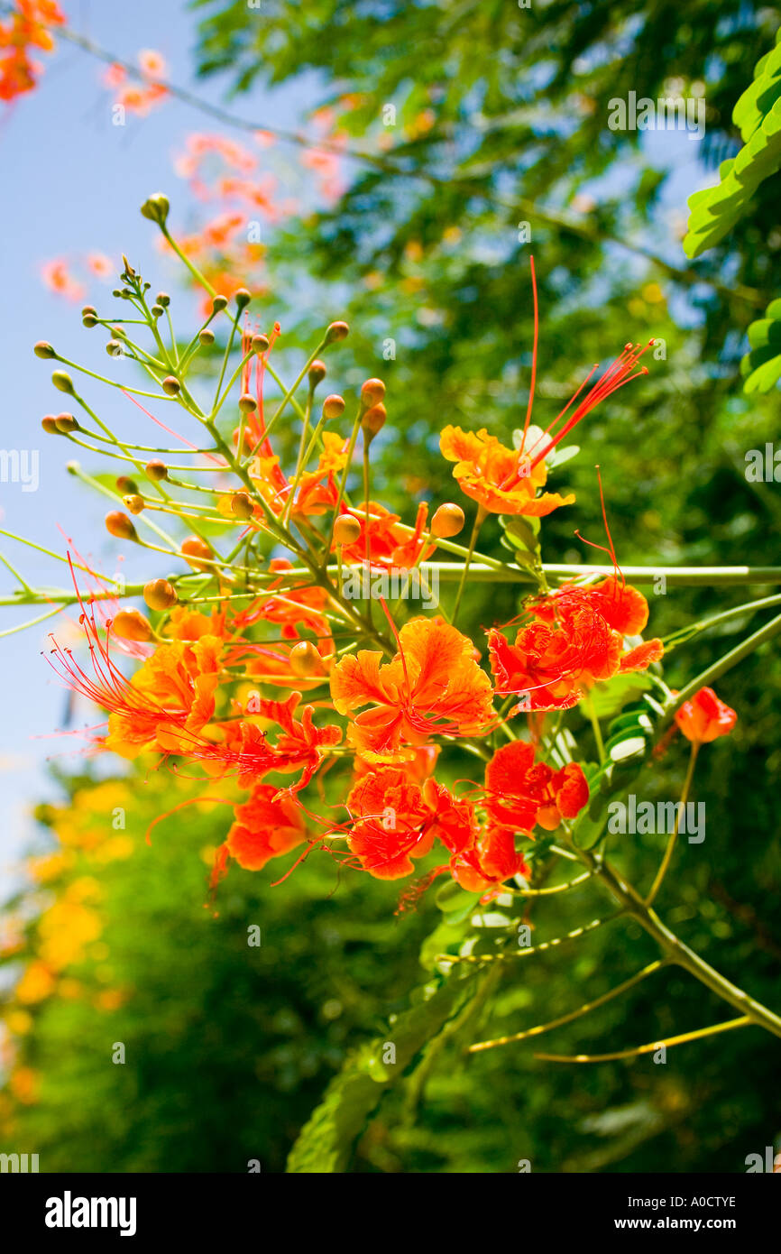 Native plants aruba hi-res stock photography and images - Alamy