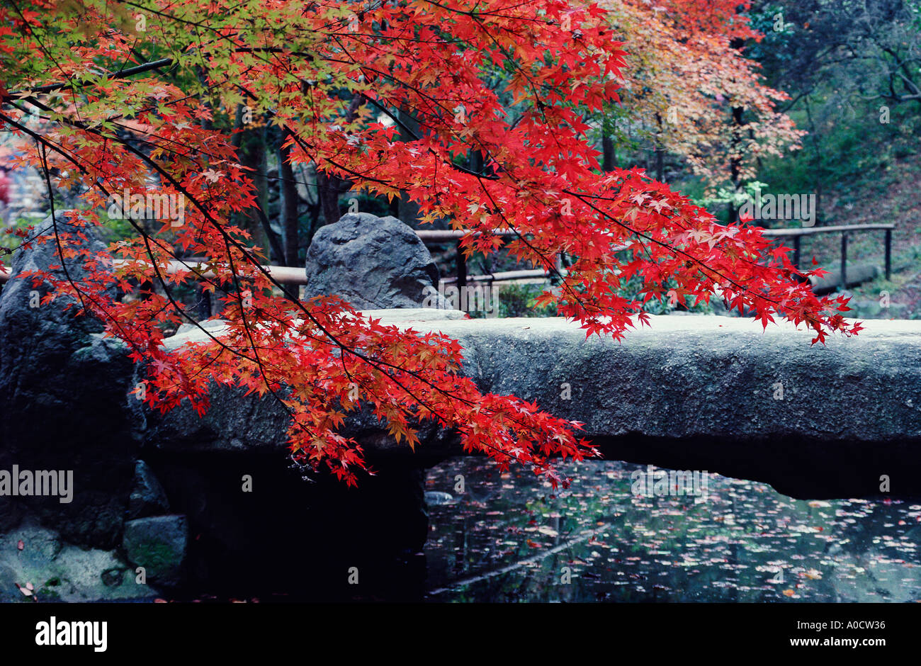 Maples in autumn colours with a stone bridge behind inside a Shinto ...