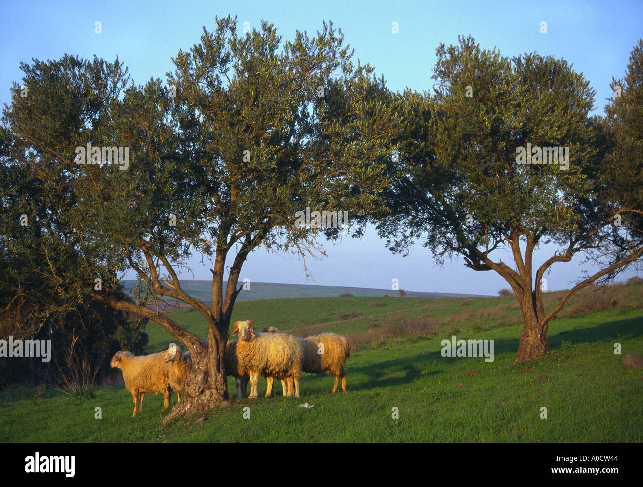Mount of beatitudes sheep hi-res stock photography and images - Alamy