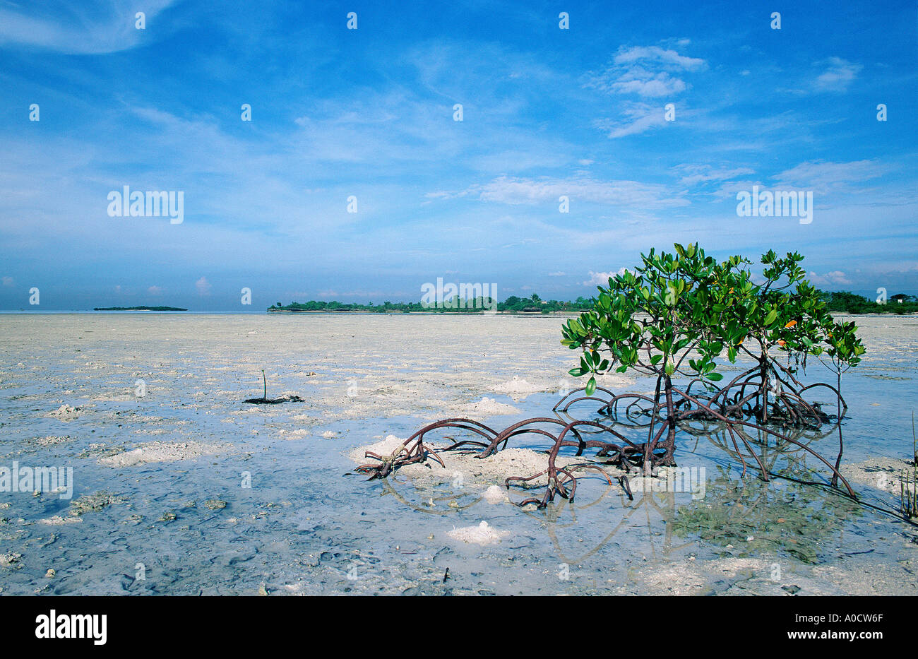 A mangrove tree growing on a sand flat seen at low tide Olango Island ...
