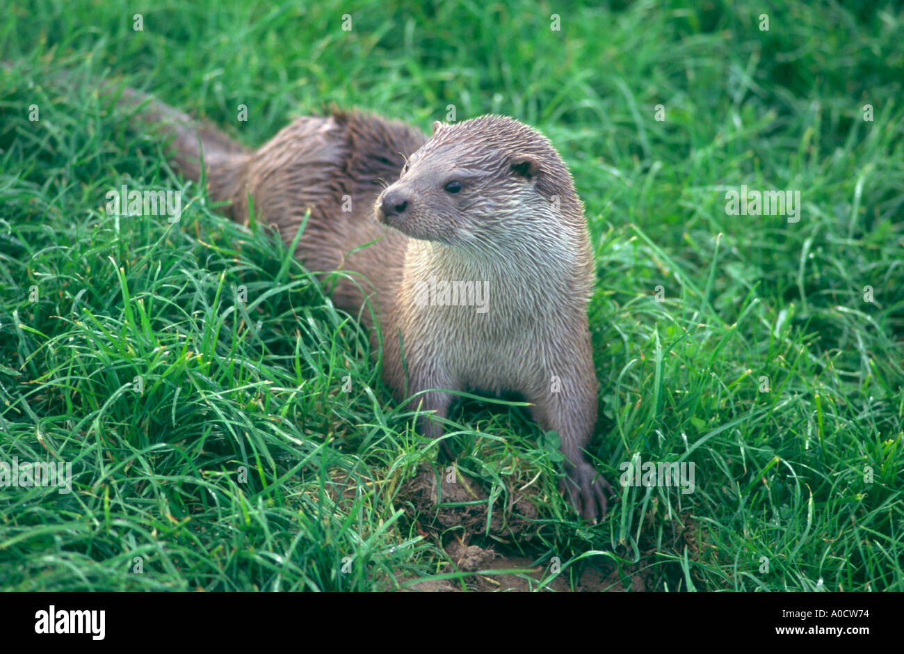 The European British or Eurasian otter Lutra lutra which lives across ...
