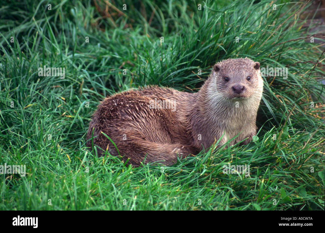 Eurasian otter china hi-res stock photography and images - Alamy