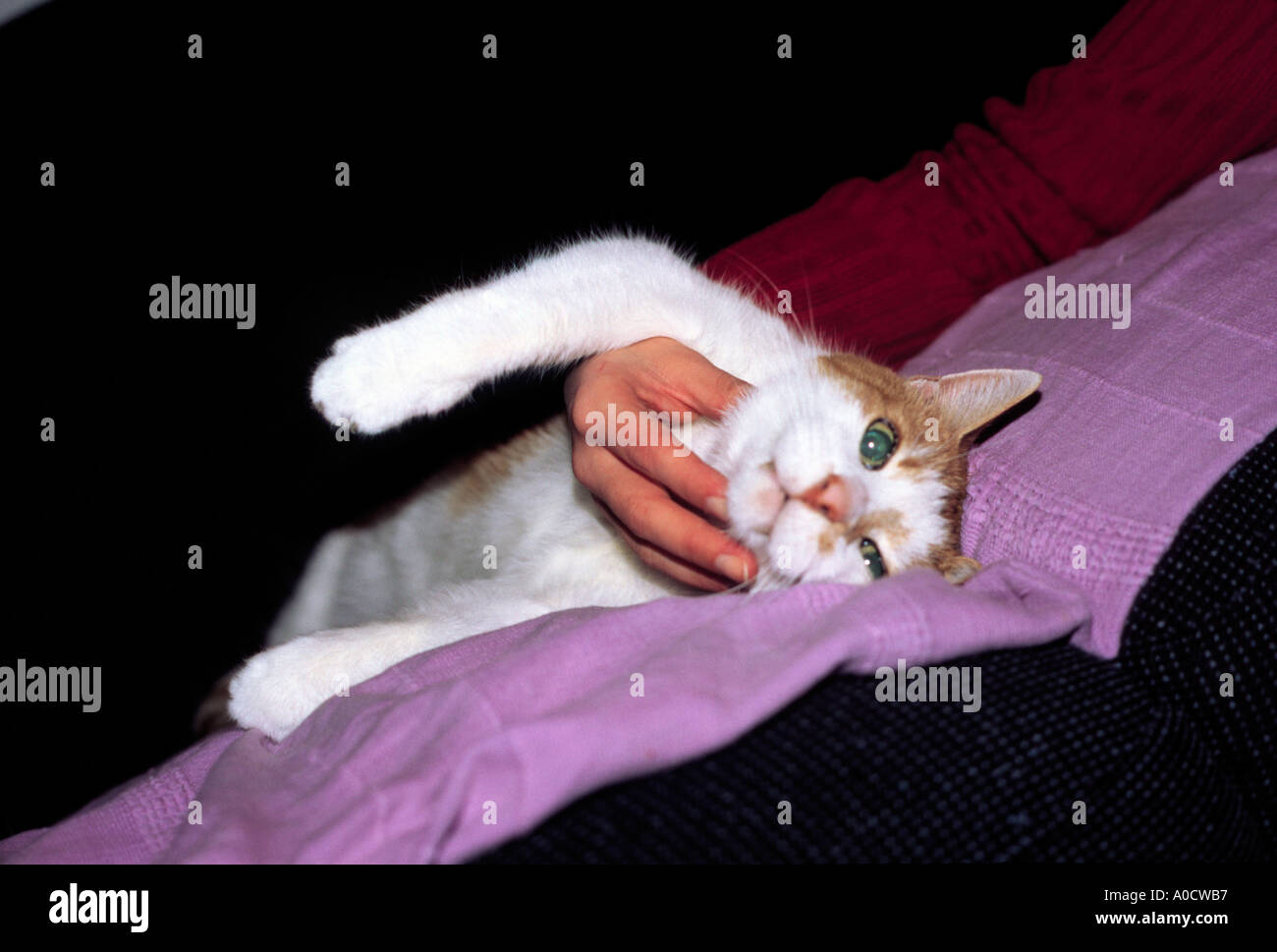Cat neck tickle hi-res stock photography and images - Alamy