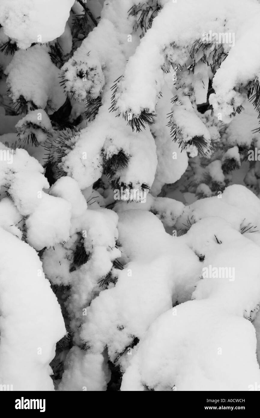 Snowfall heavy Black and White Stock Photos & Images - Alamy