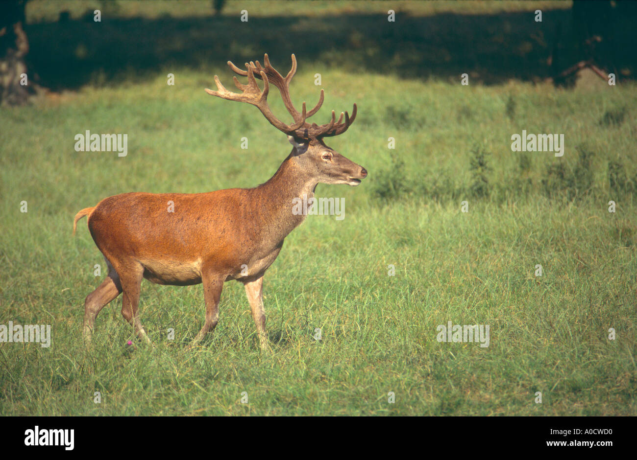 Alpha deer hi-res stock photography and images - Alamy