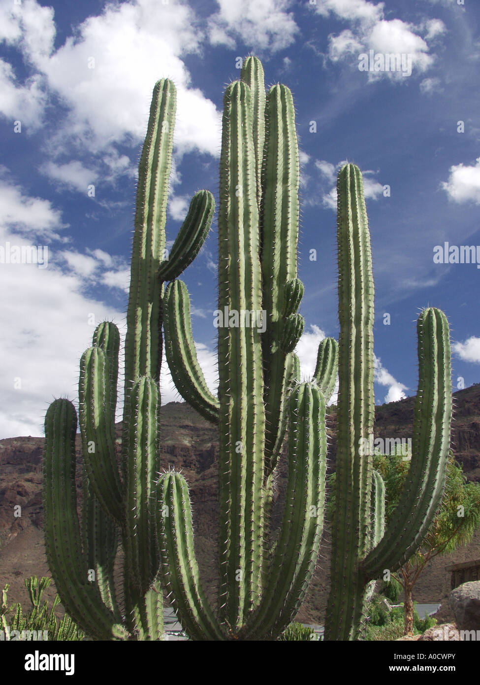 Tall cacti against blue sky with white clouds Stock Photo - Alamy