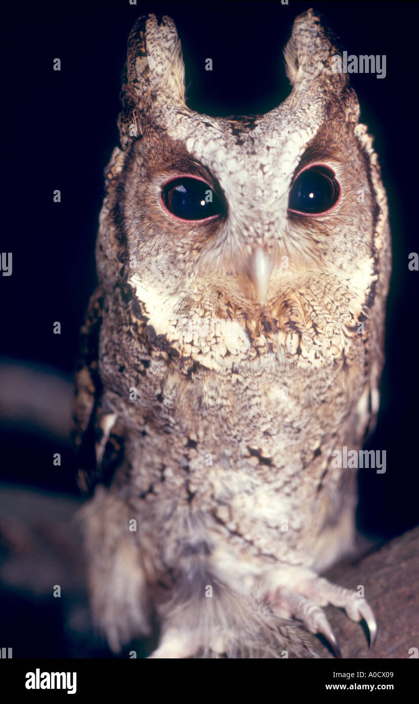 Southeast asian owl hi-res stock photography and images - Alamy