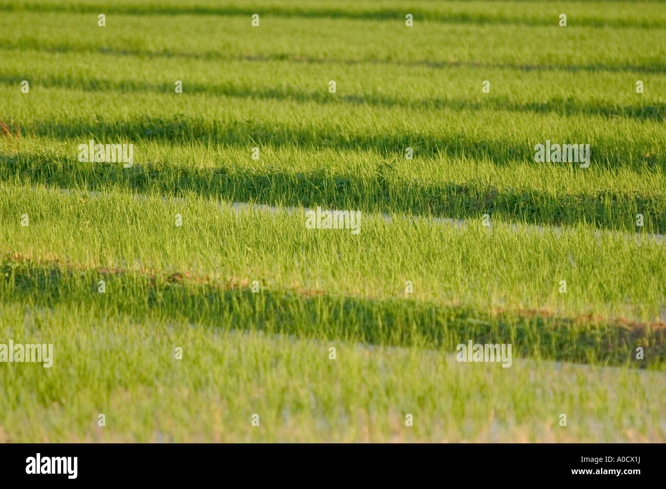 Growing rice arkansas hi-res stock photography and images - Alamy