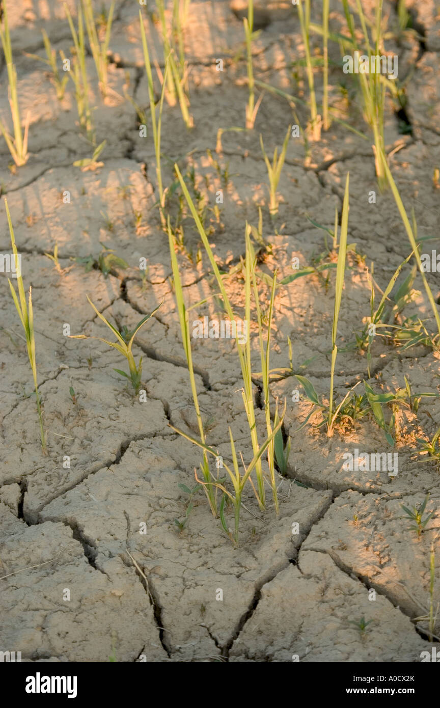 Rice field in drought dry cracking ground needing water Stock Photo - Alamy