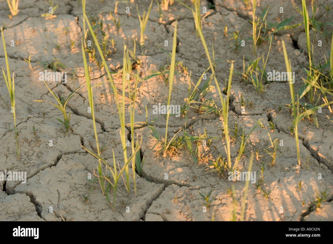 Rice field in drought dry cracking ground needing water Stock Photo - Alamy