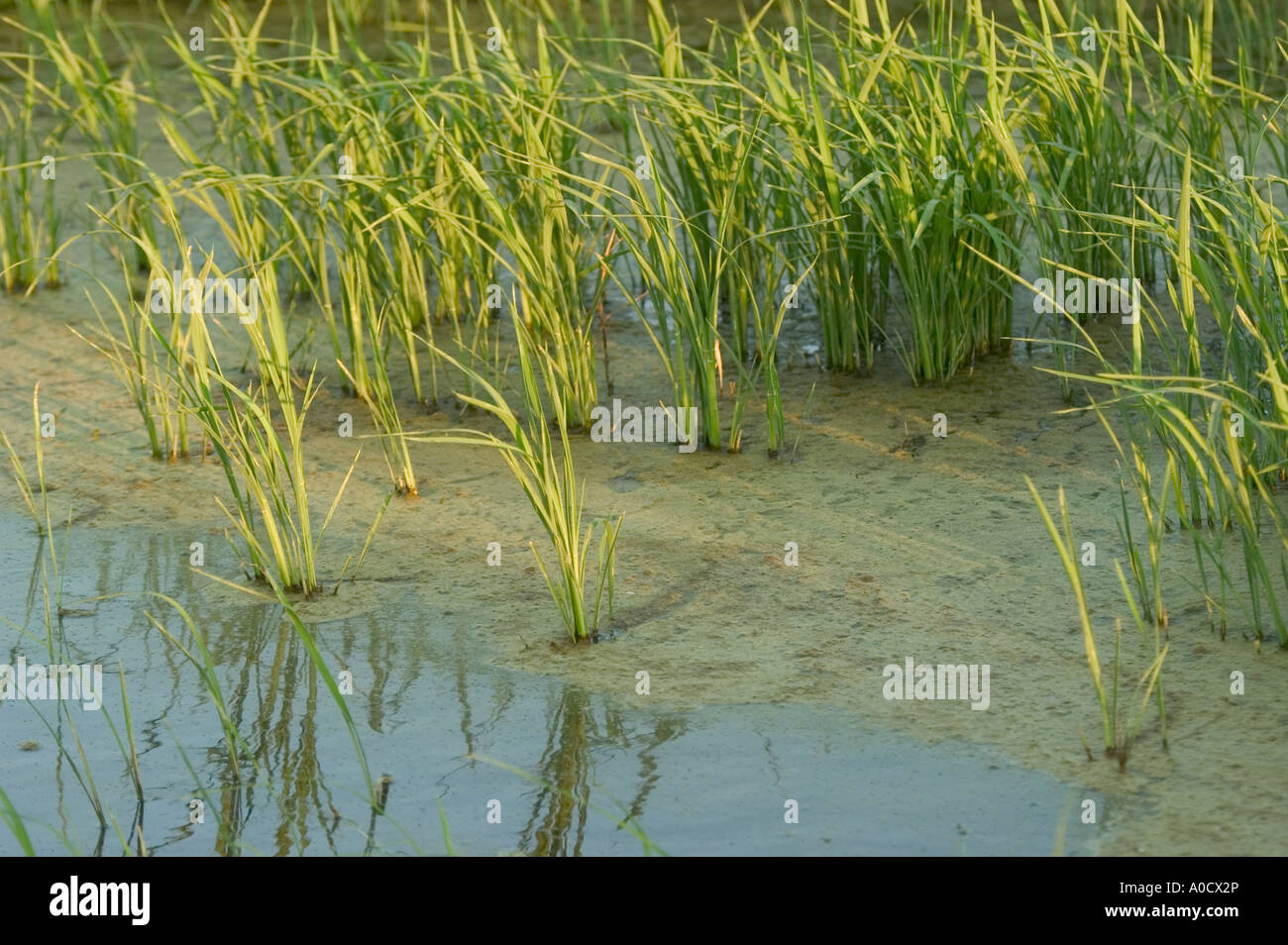 Growing rice arkansas hi-res stock photography and images - Alamy