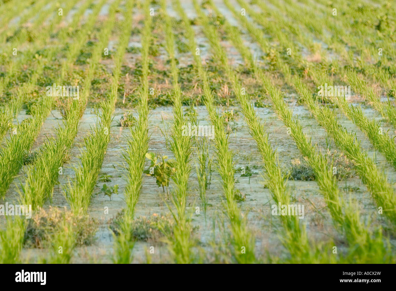 Rice farming arkansas hi-res stock photography and images - Alamy