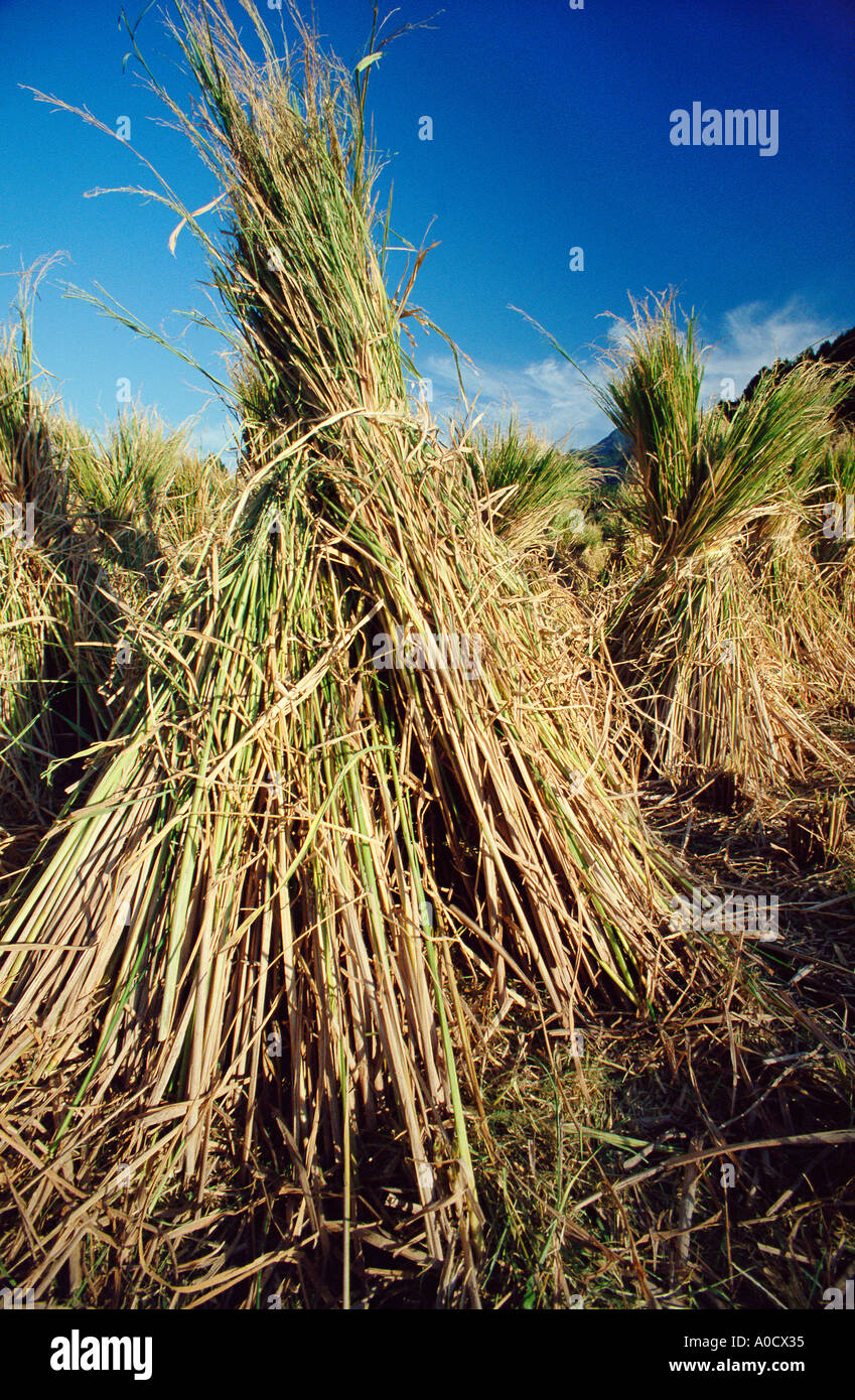 Rice farming japan hi-res stock photography and images - Alamy