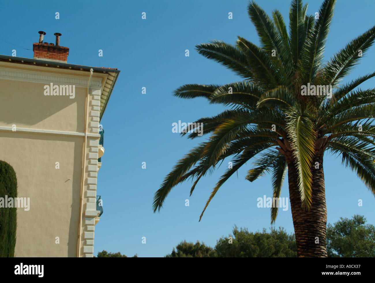 palm trees and side of a building in monaco old town Stock Photo - Alamy