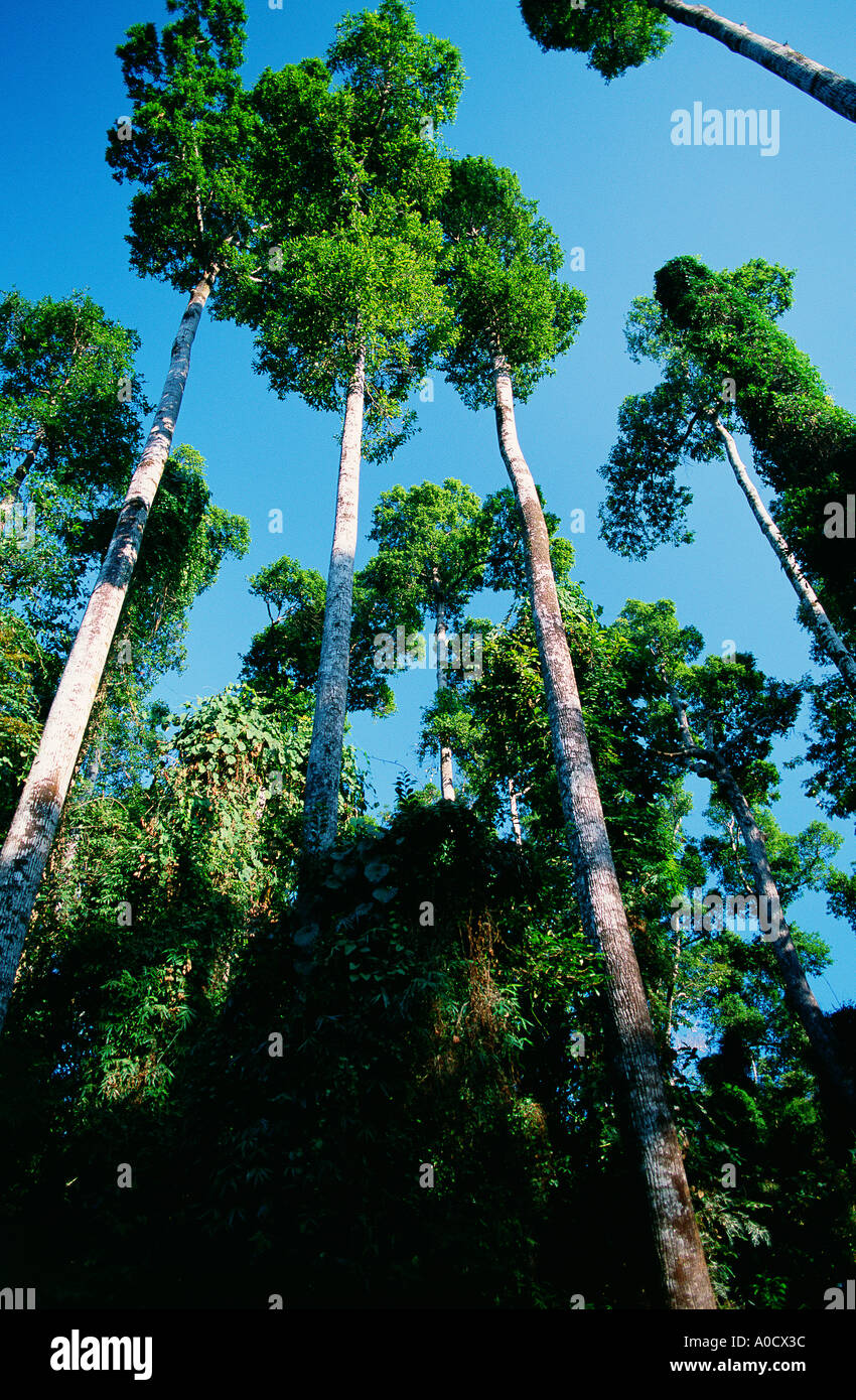 Lowland tropical rainforest Subic Watershed Forest Reserve Subic Bay ...