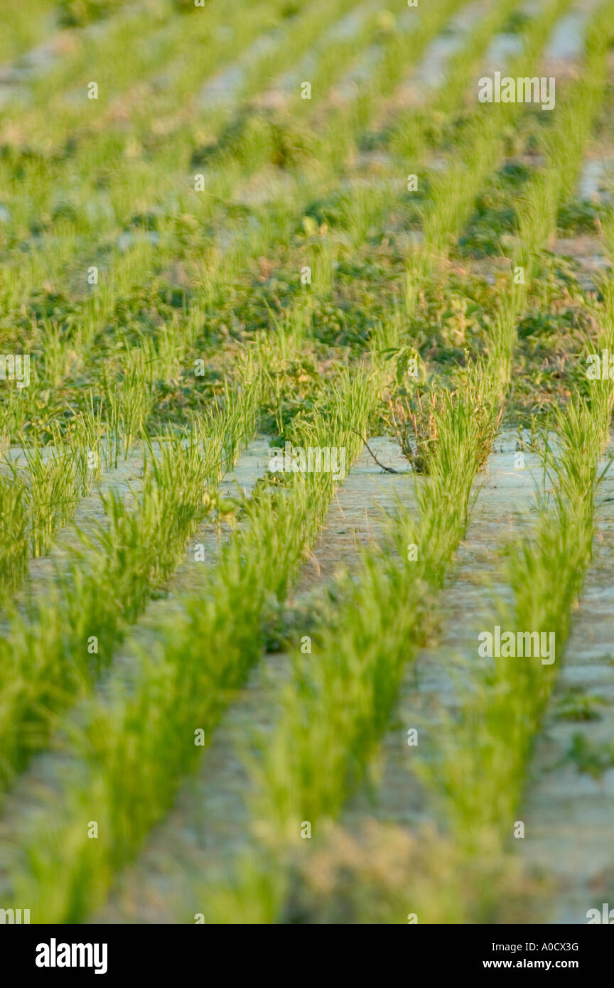 Rice farming arkansas hi-res stock photography and images - Alamy