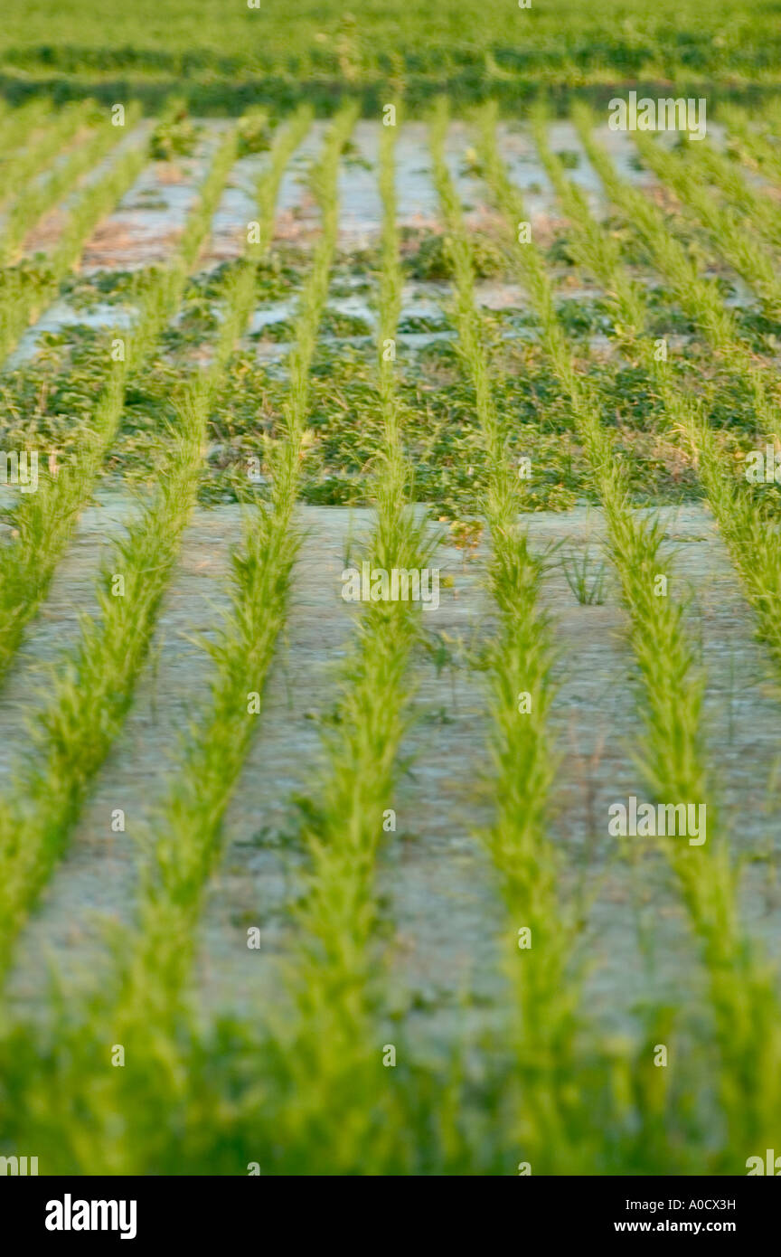 Rice farming arkansas hi-res stock photography and images - Alamy