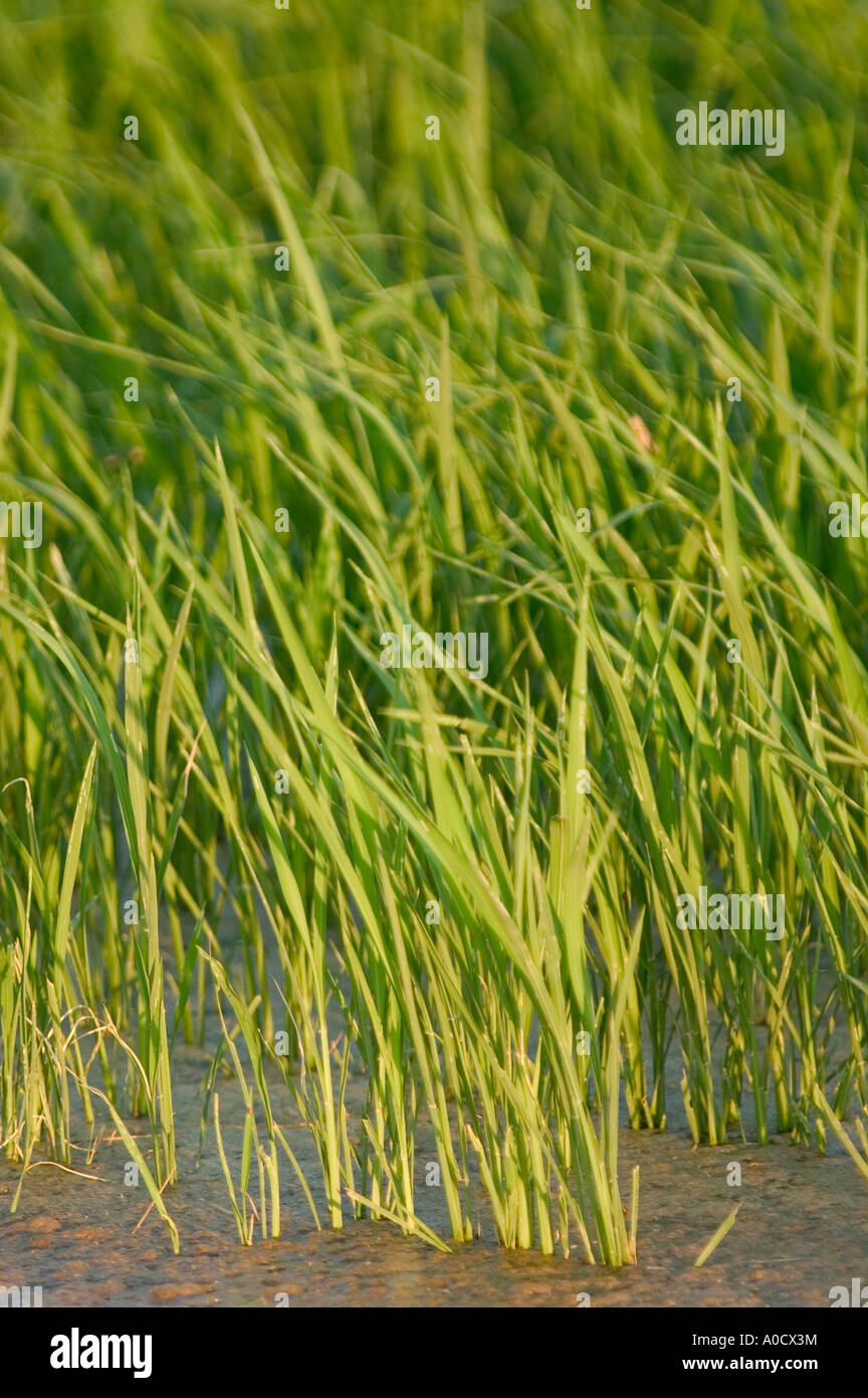 Growing rice arkansas hi-res stock photography and images - Alamy
