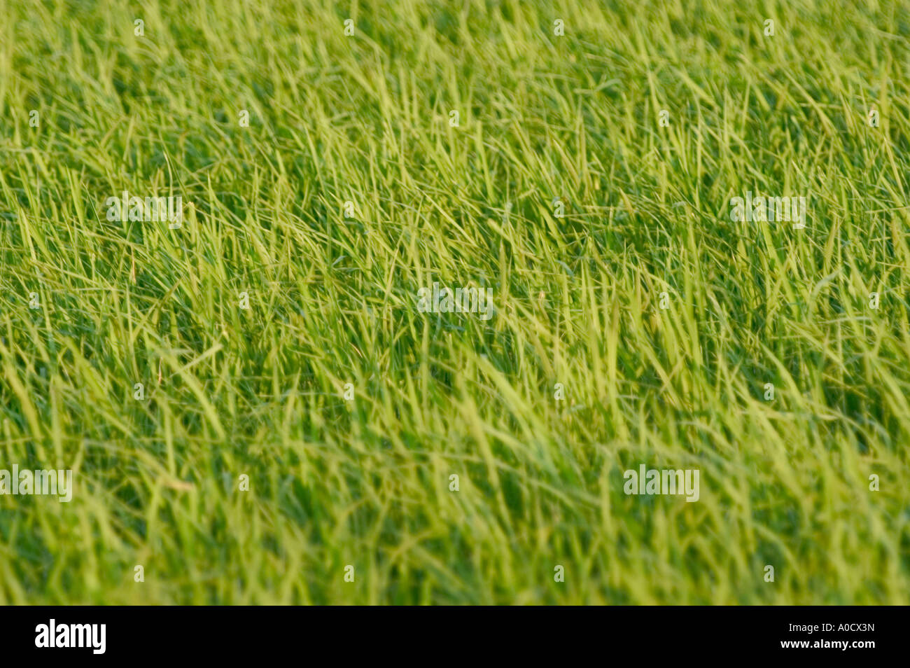 Growing rice arkansas hi-res stock photography and images - Alamy