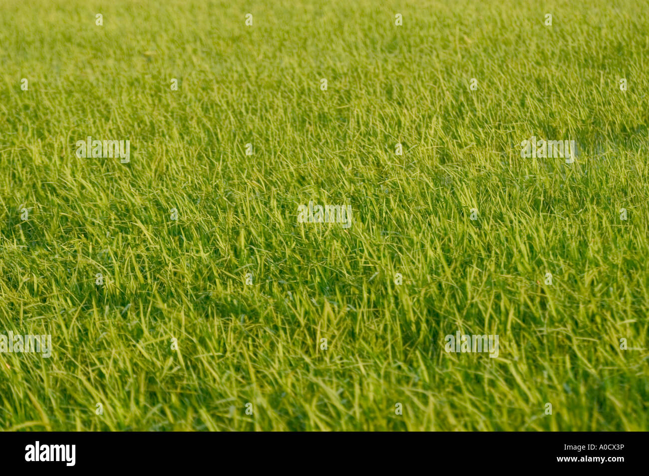 Growing rice arkansas hi-res stock photography and images - Alamy