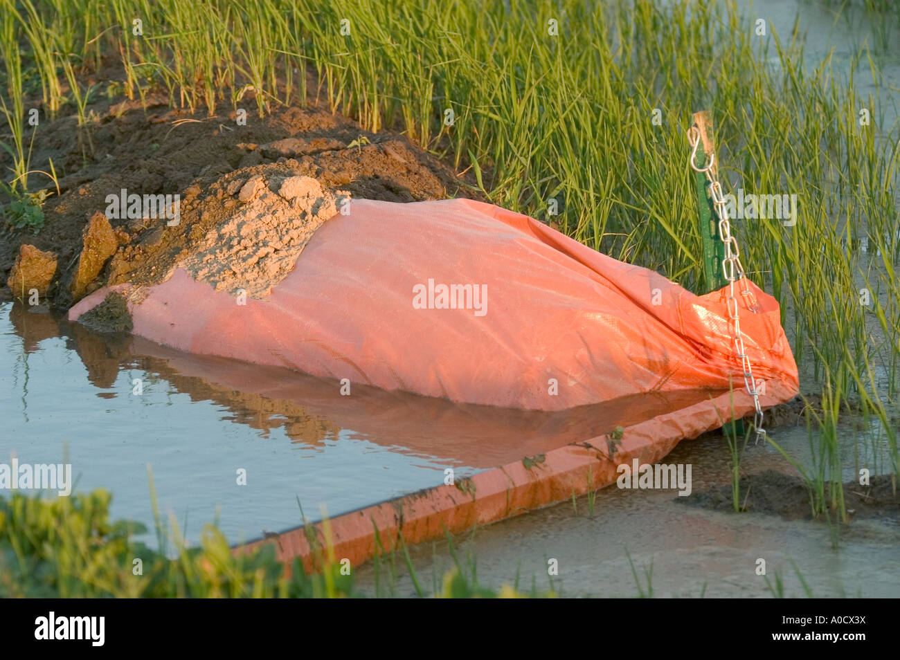 Growing rice arkansas hi-res stock photography and images - Alamy
