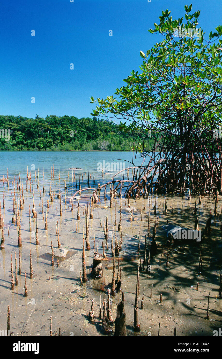 Mangroves in a shallow cove Subic Bay Luzon Philippines Stock Photo - Alamy