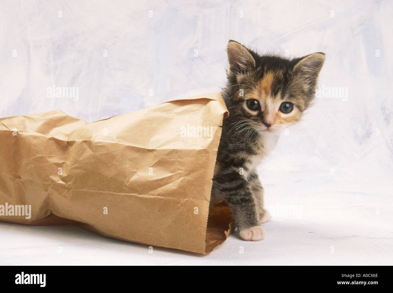 Sleek bag hi-res stock photography and images - Alamy