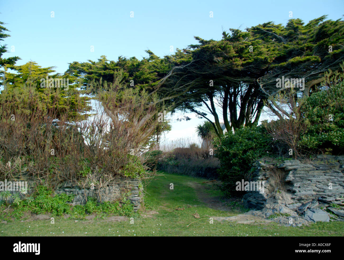 Bent over tree hi-res stock photography and images - Alamy