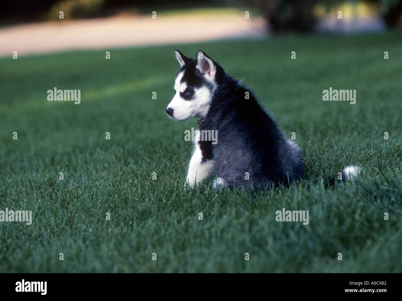 Northern Inuit Puppy High Resolution Stock Photography and Images - Alamy