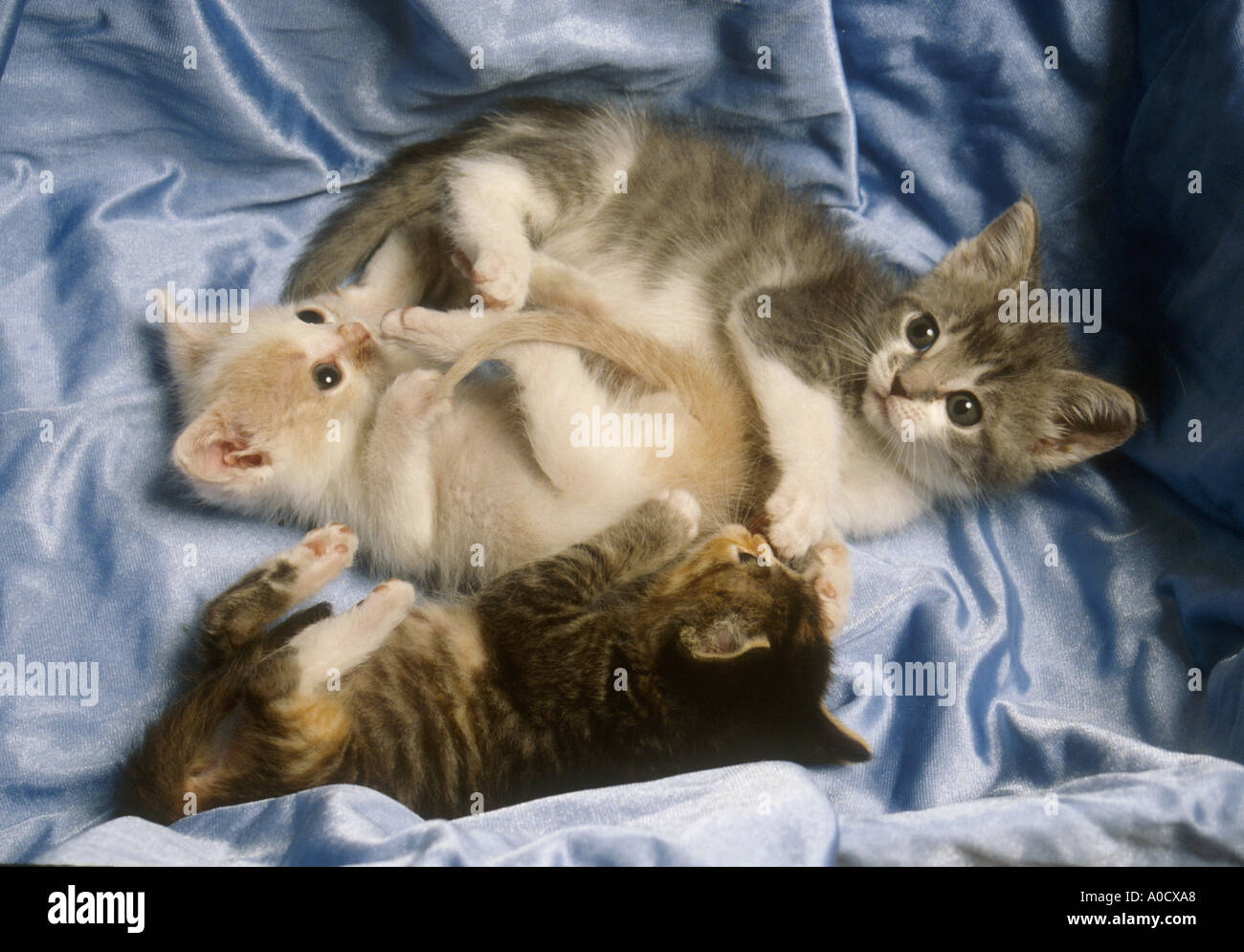 Litter of kittens on blanket Stock Photo - Alamy