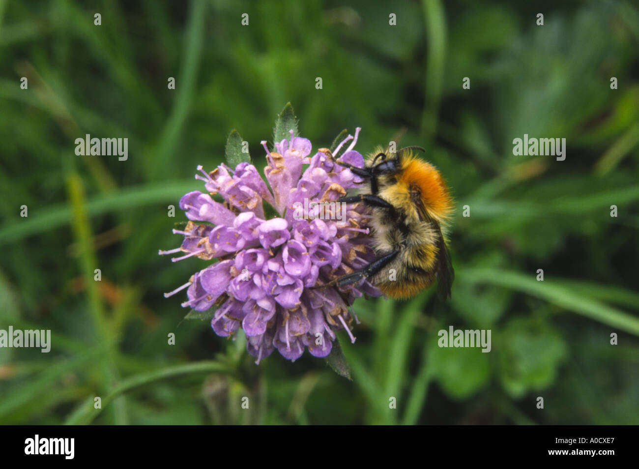 Buff Tailed Bumblebee bombus terrestris Insect Stock Photo - Alamy