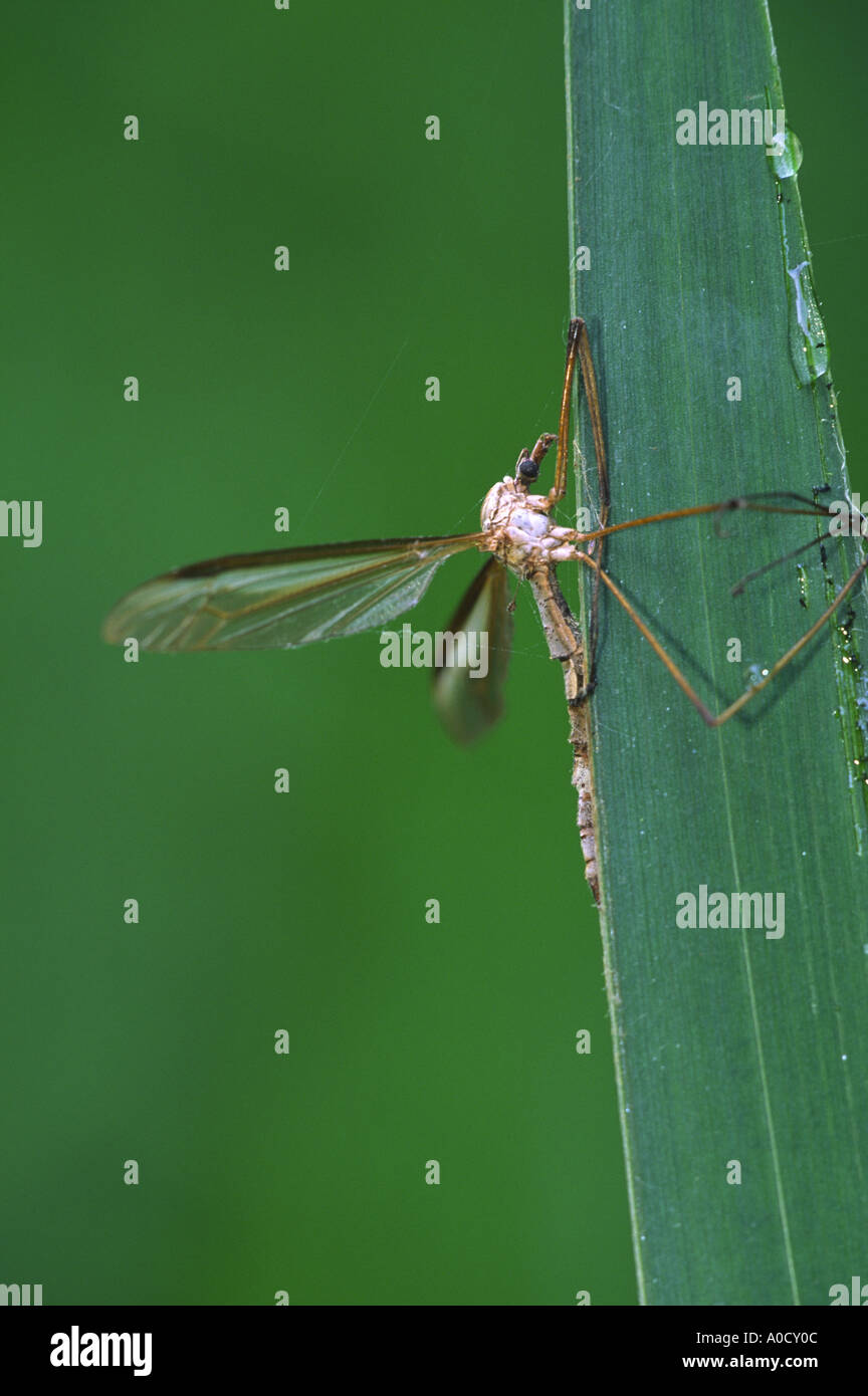 Crane Fly tipula paludosa Insect Stock Photo - Alamy