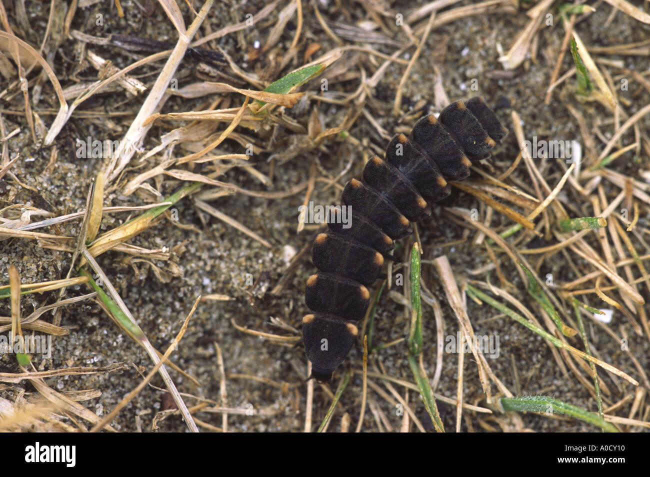 Glow Worm Larva lampyris noctiluca Insect Stock Photo - Alamy